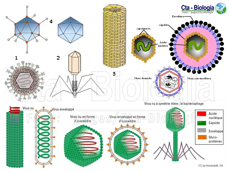 Biología didáctica: NSC 5° BIO - Los Virus