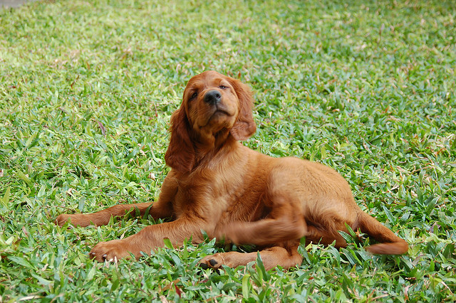 Puppies Pictures and Information