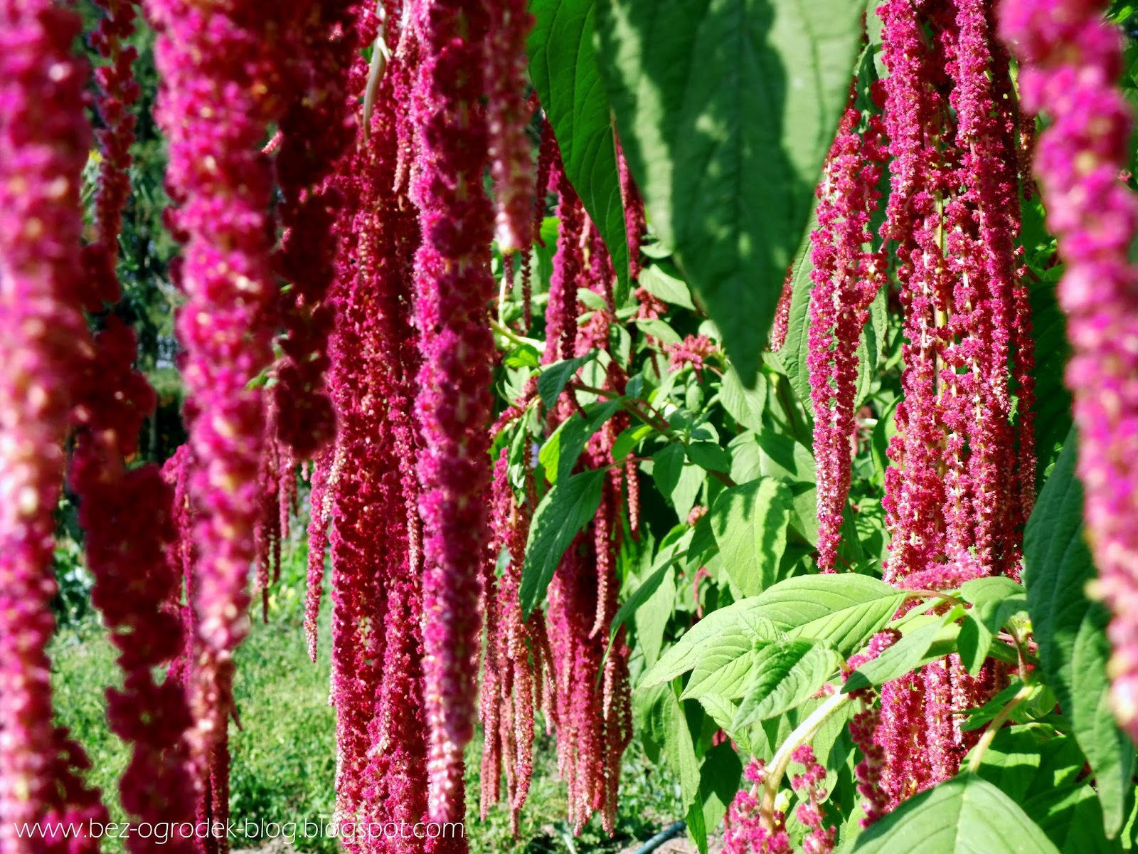 Amarantus czyli szarłat: z ogrodu do kuchni | BEZ-OGRÓDEK | blog ogrodniczy
