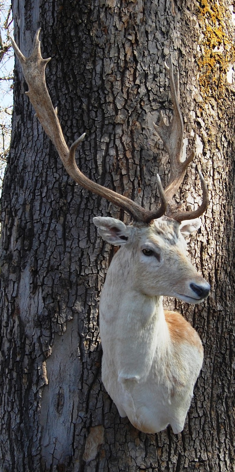 Cowboy Creek Taxidermy: Fallow Deer