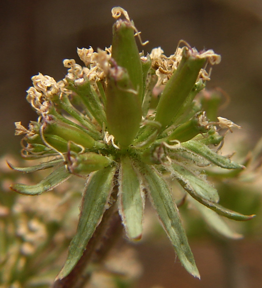 Slatsz' plant photo-biography: Lomatium macrocarpum, bigseed biscuitroot