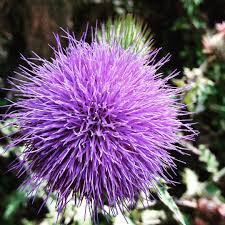 LA HAMACA MORROANA: CONOCIENDO EL ORIGEN DEL LAMPAZO