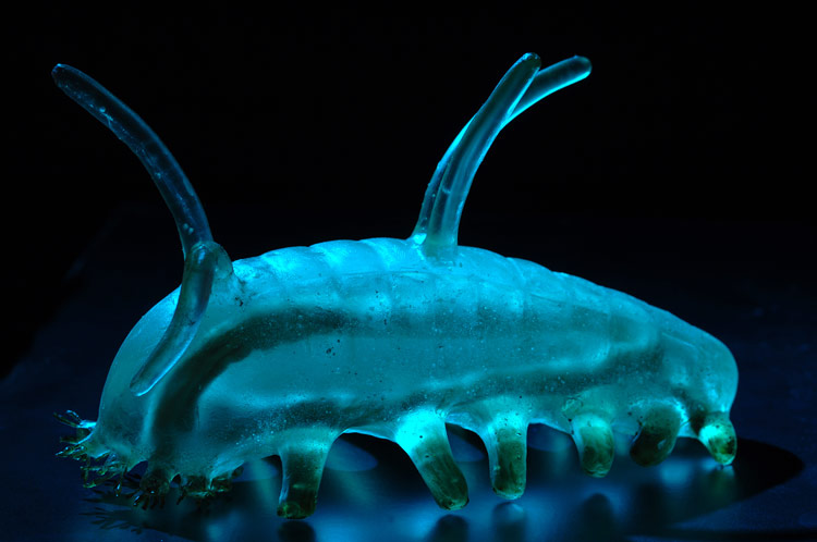 No Mar Profundo: Porco do Mar (Scotoplanes)