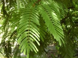 AMALAKI (Phyllanthus emblica, Emblica officinalis)