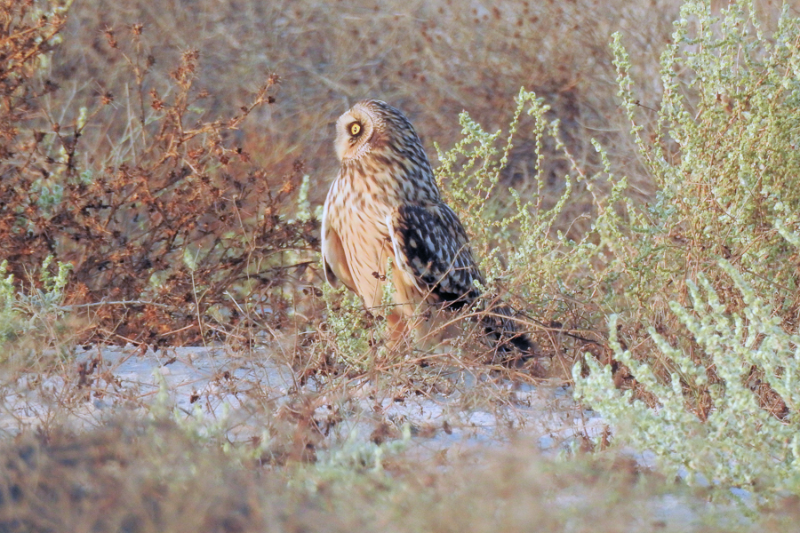 Birds of Saudi Arabia: Short-eared Owl in Dhahran – Bird record by Paul ...
