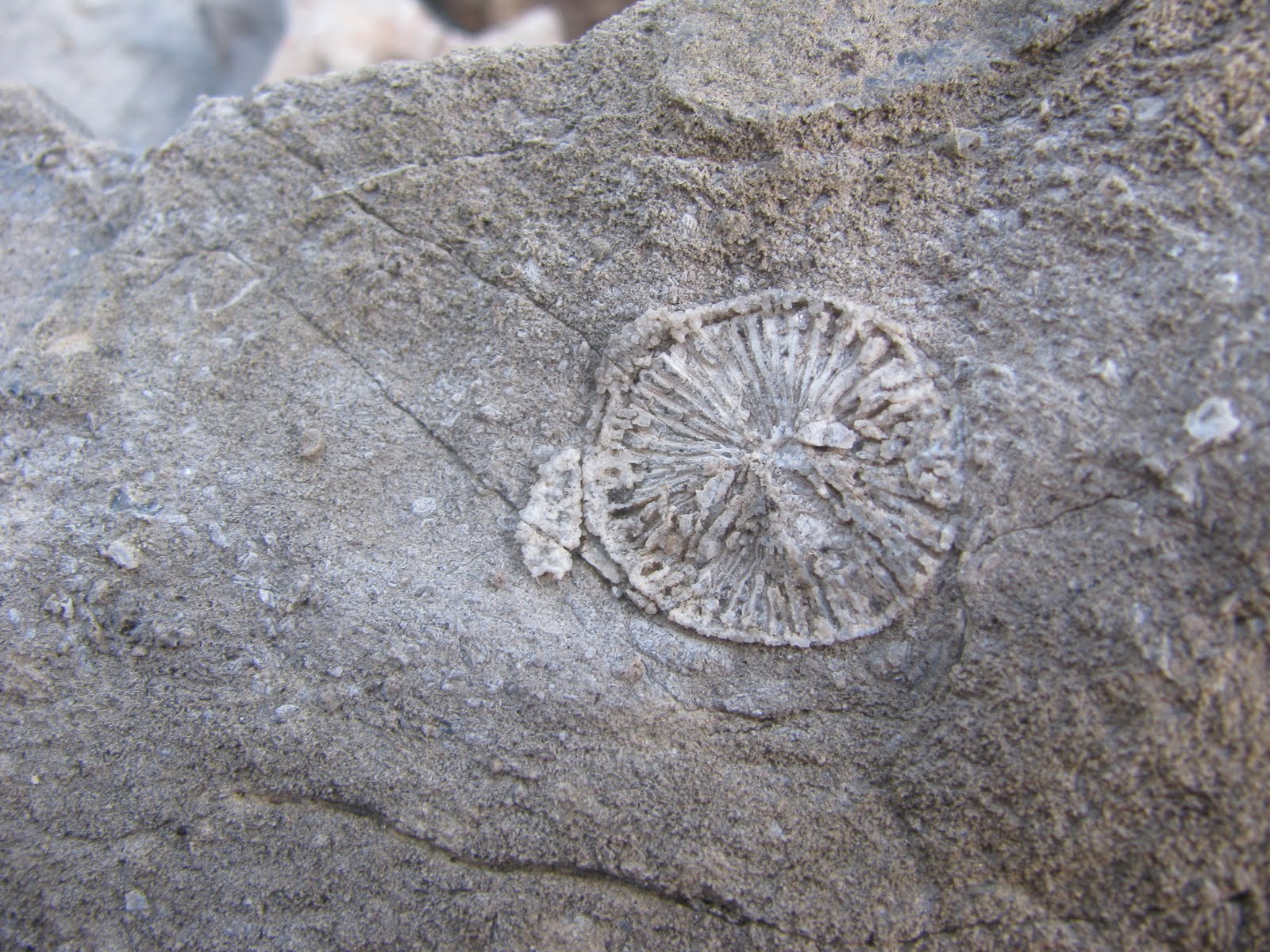 Backyard Excursions: Spring Hollow Fossils