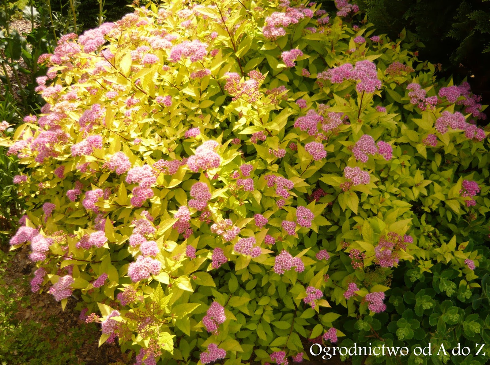 Tawuła japońska (Spiraea japonica)- wygląd, uprawa i pielęgnacja