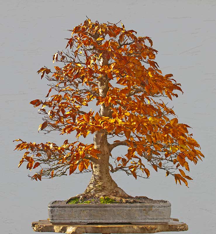 Walter Pall Bonsai Adventures: Japanese beech #2