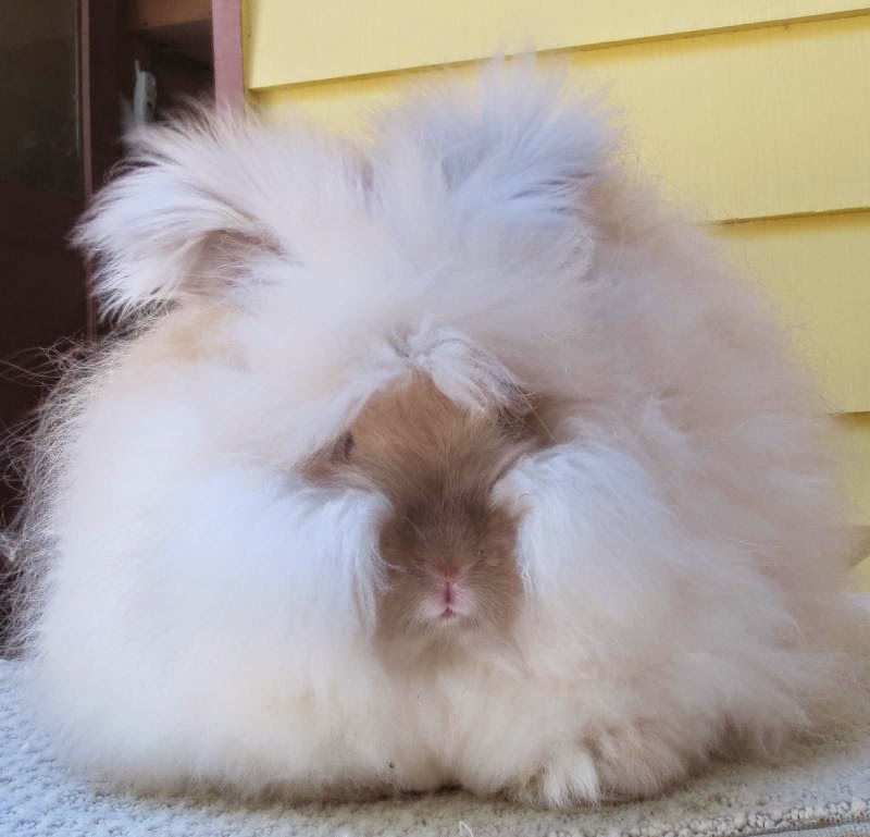 Northern California Angora Guild: Bunnies' Two-Month Growth