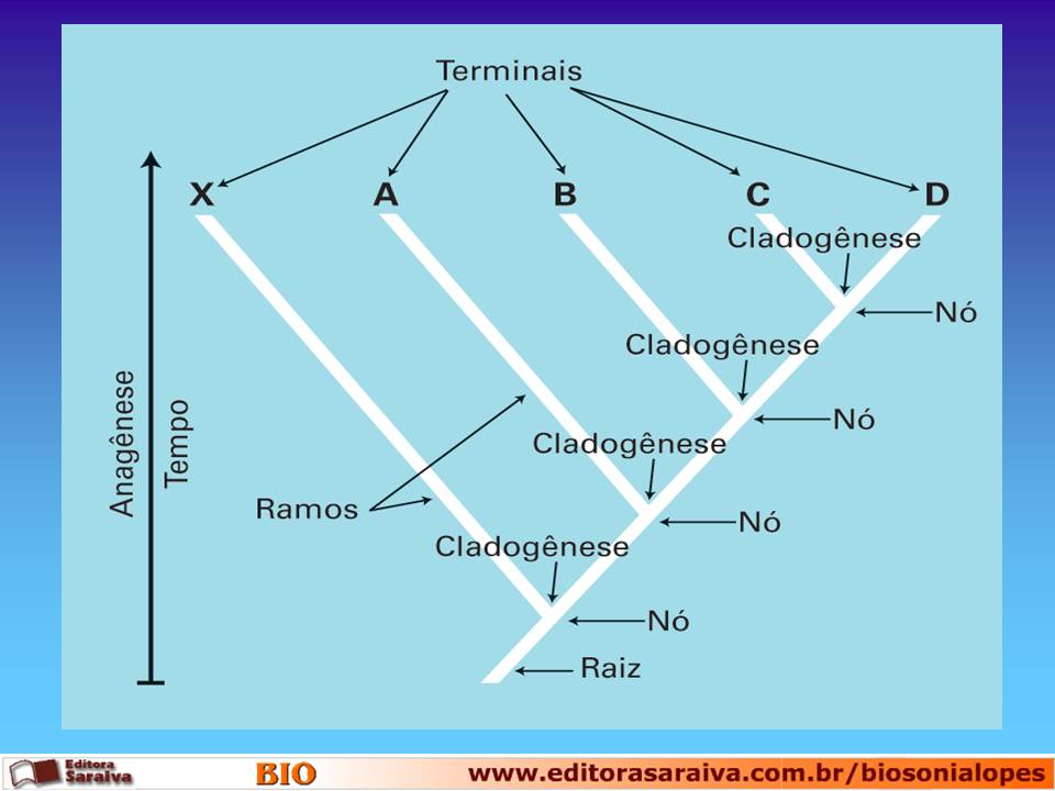 Profª Lidiane Noberto - Biologia: EVOLUÇÃO: CLADOGÊNESE