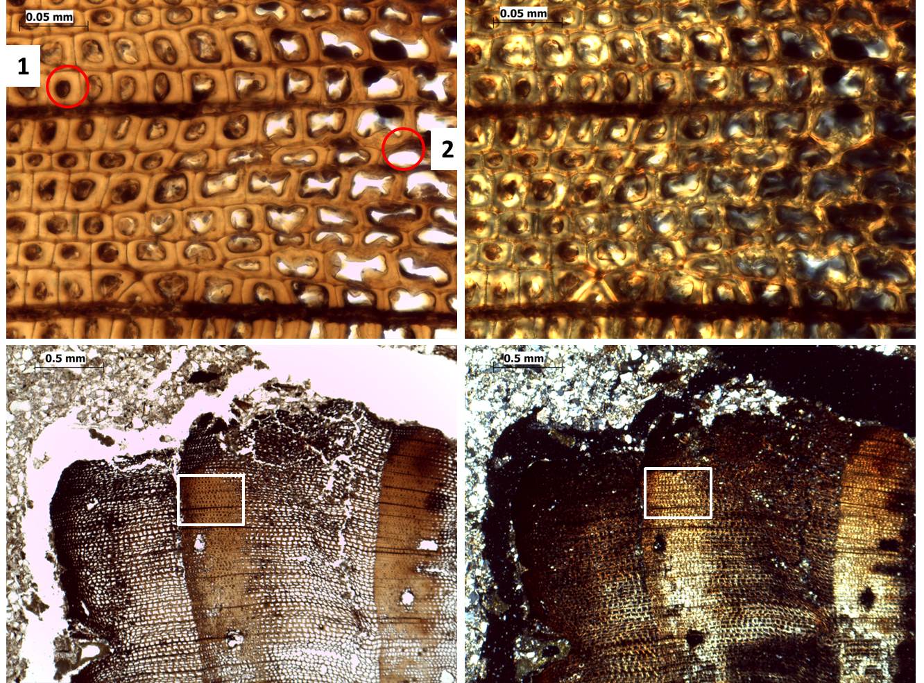 Micrograph of the Month: the woods decay and fall