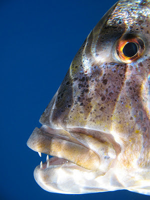 blue dreams fishing: Συναγρίδα - Dentex dentex