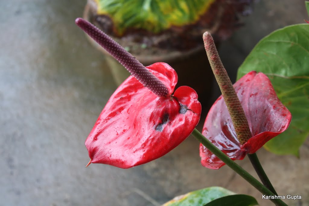 Karishma's Corner: Some flora and fauna that I shot in Coorg