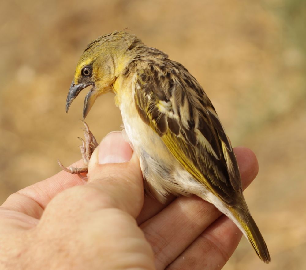 Birding Sudan: May 2013
