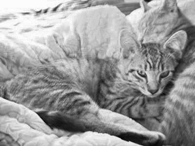 Cat Chit Chat: Mackerel Tabby Pattern