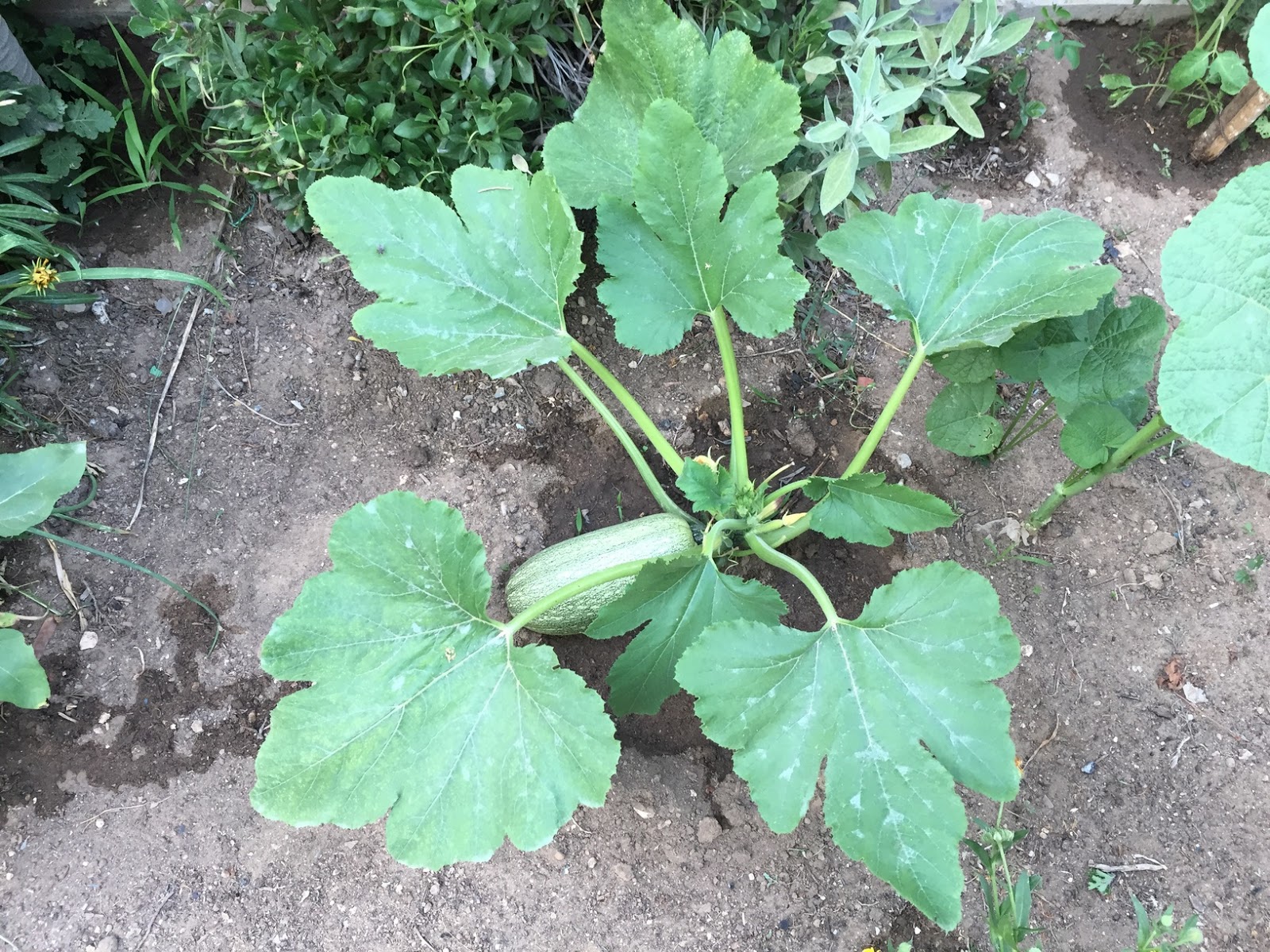 How To Grow Organic Courgettes