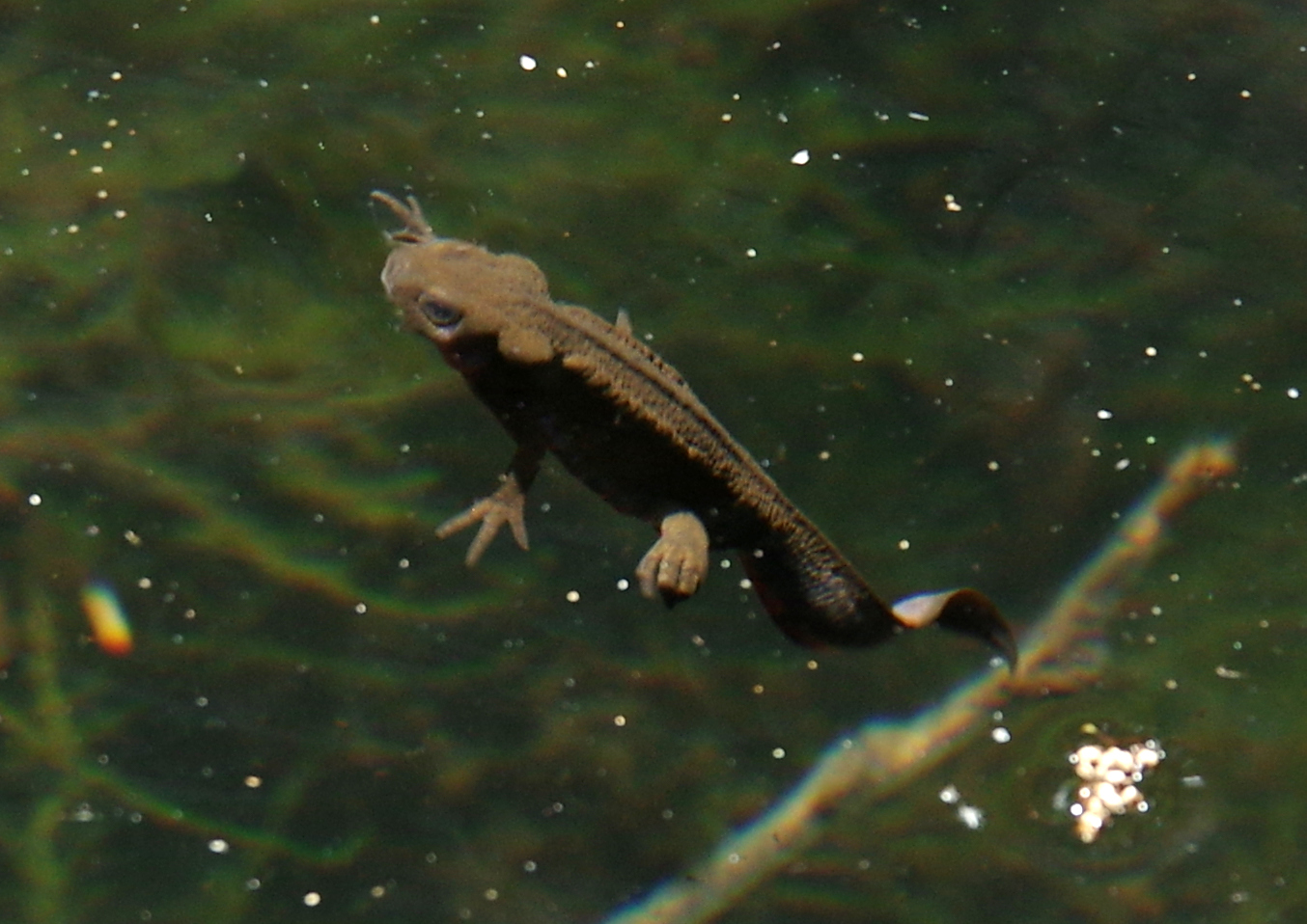 Wildeep's Illuminations: Fire-bellied Newts Breathing