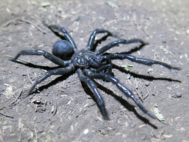 Diversity and Life: A view from the Holocene: Arachnids: primeval ...