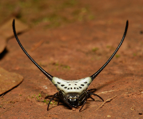 Unique Facts And Information: Spider With Long-horned - orb weaver spider