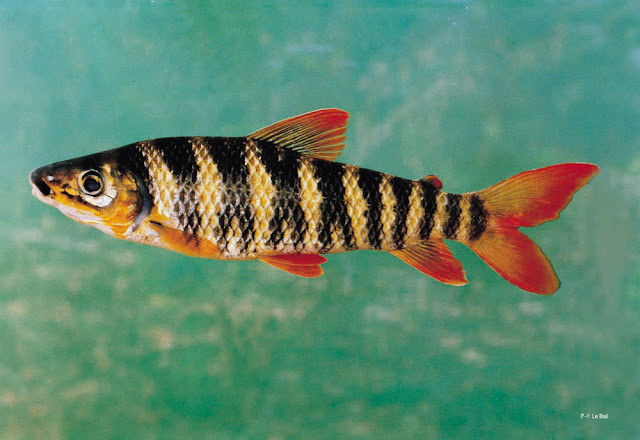 No Mar Profundo: Piau Flamengo - Leporinus affinis