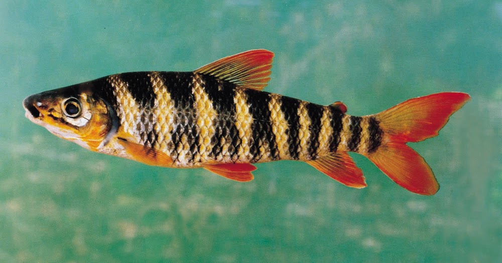 No Mar Profundo: Piau Flamengo - Leporinus affinis