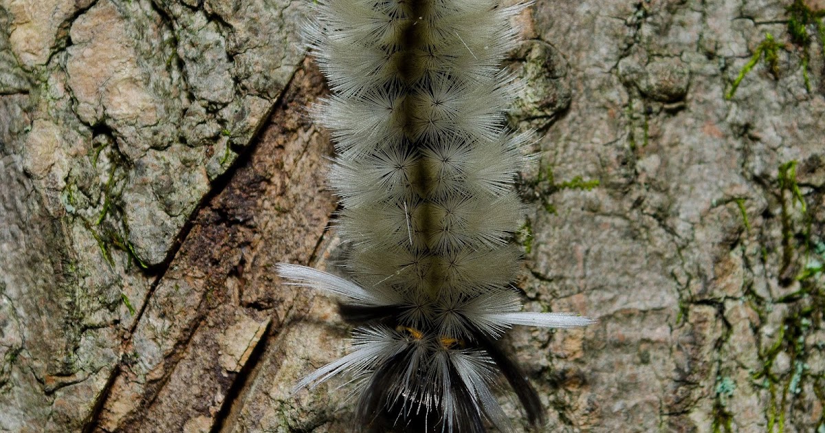 On the Subject of Nature: Caterpillars of the Fuzzy Variety
