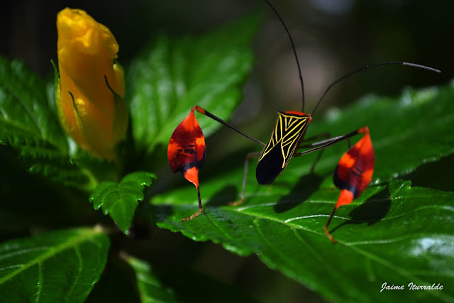 El Rincón de fotos de Panamá : Insecto