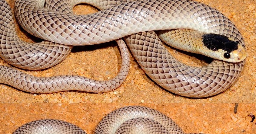 Species New to Science: [Herpetology • 2020] What’s Under the Hood ...