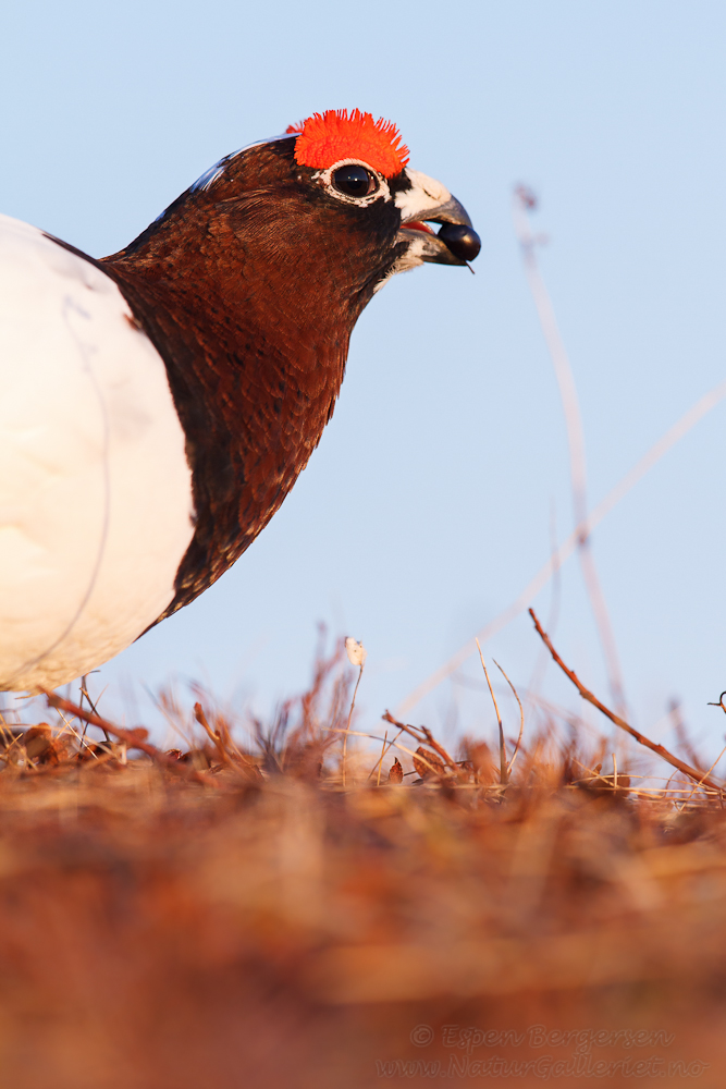 Naturgalleriet.no: Forhistoriske ryper