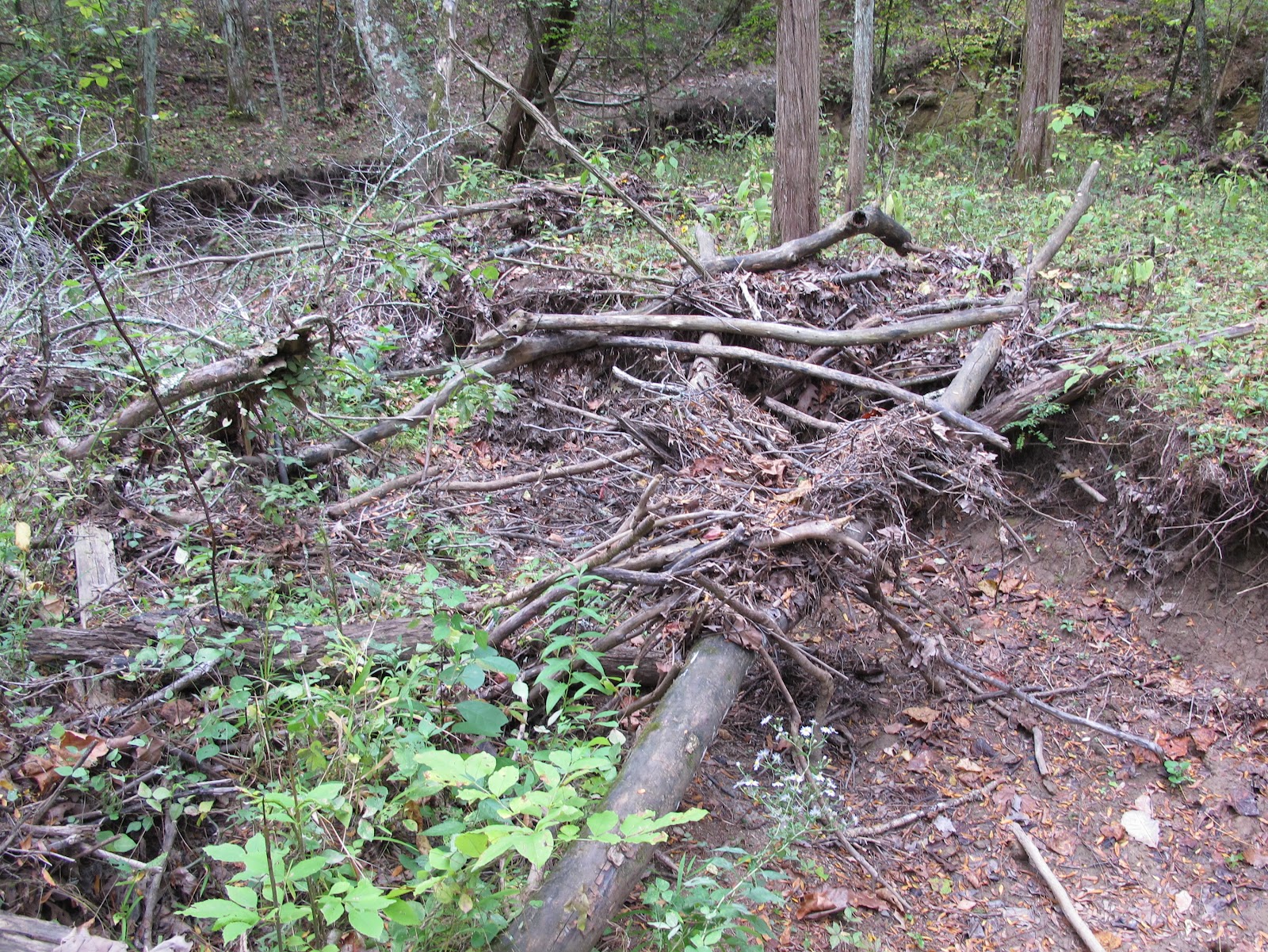 Blue Jay Barrens: Creek Obstruction Removal
