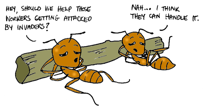 Learning Laziness from Ants - Coffee Table Science