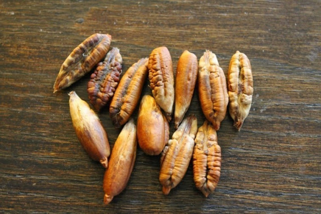 Cómo germinar semillas de palmera para plantar en macetas - CASAS IDEAS