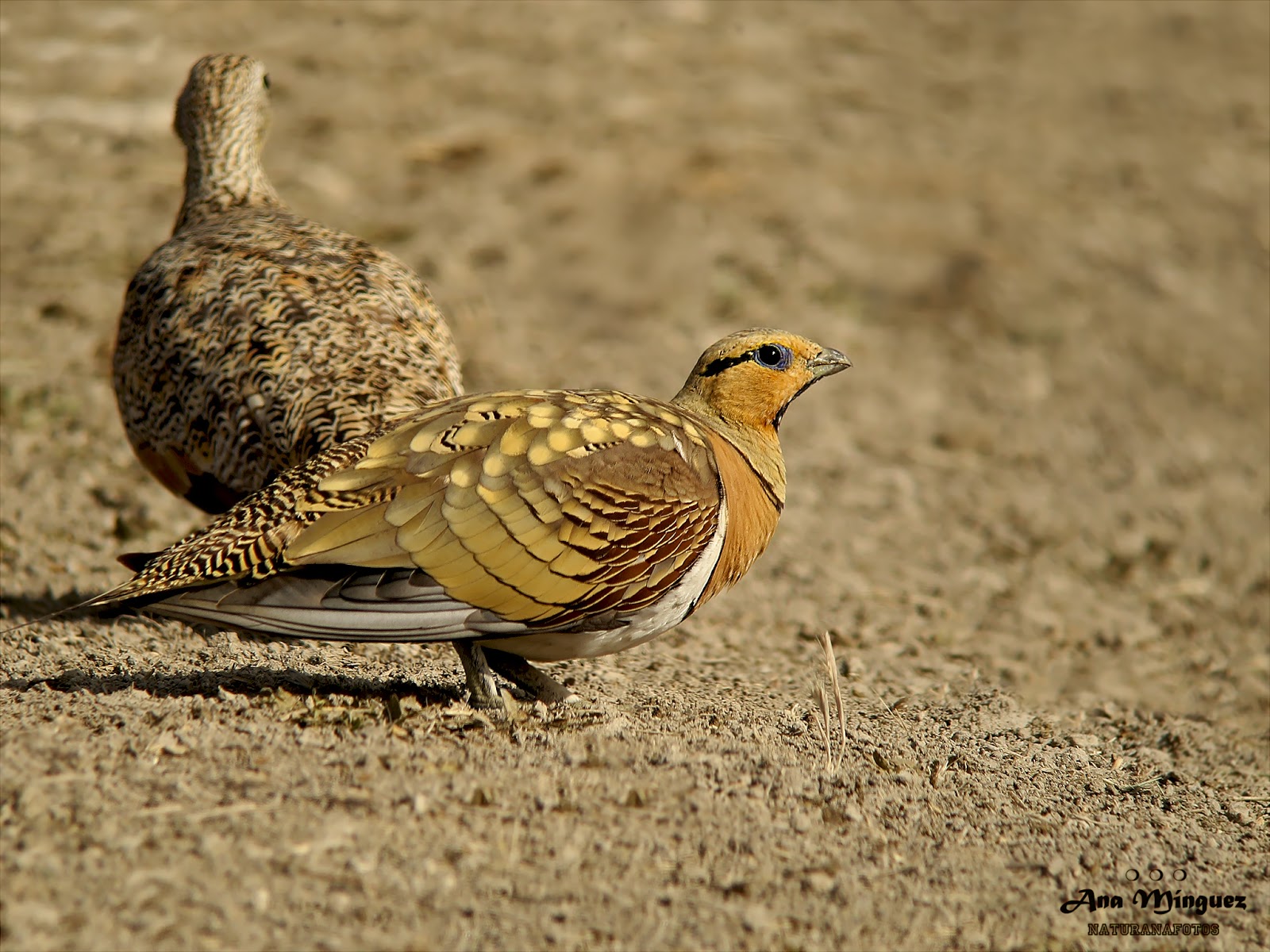 NATURANAFOTOS: Gangas y Ortegas