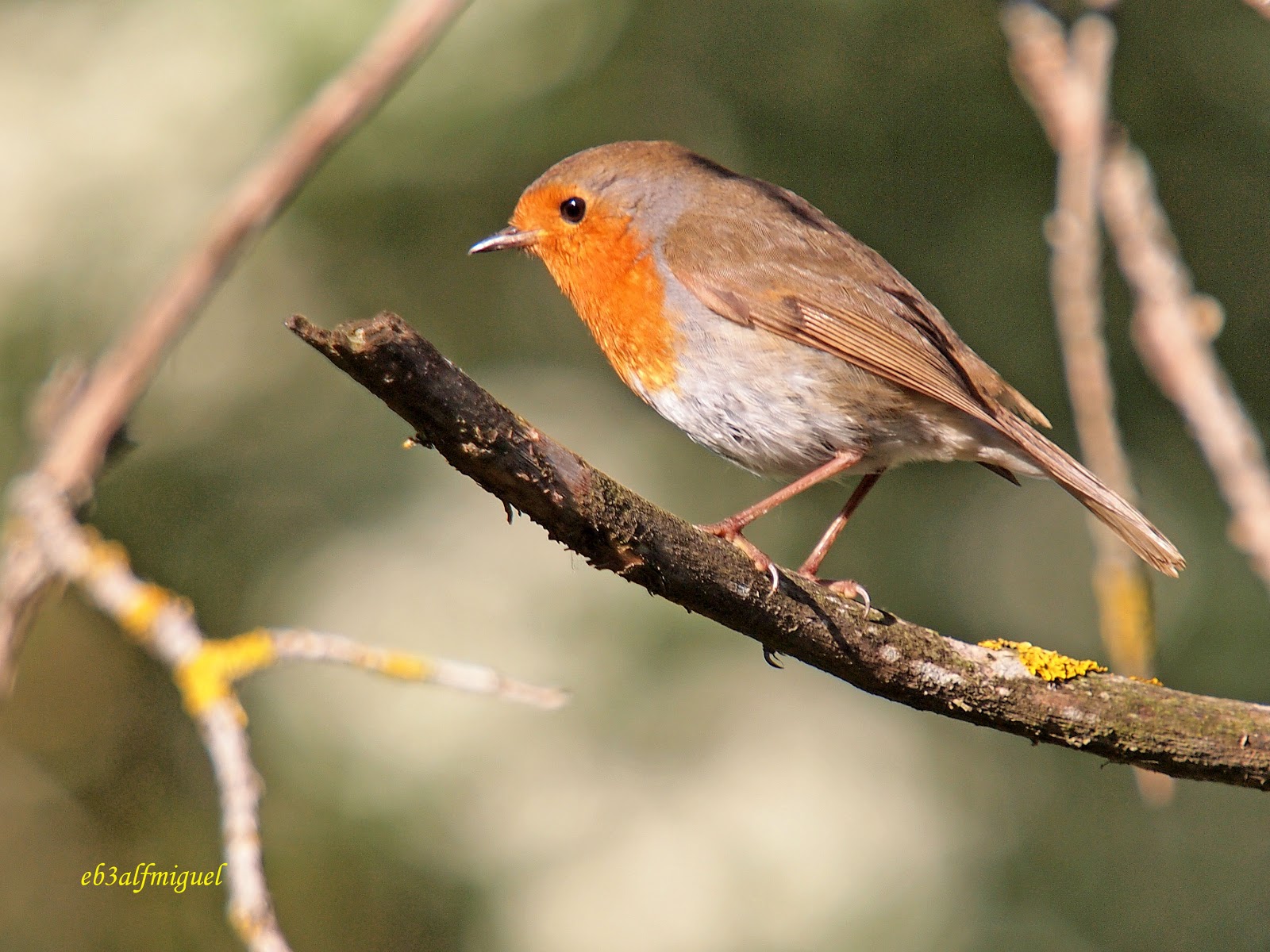 MIS AMIGAS LAS AVES: La curiosidad del petirrojo (Erithacus rubecula)