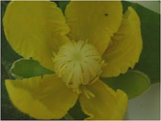 All About Science: SIMPUR (Brunei's National Flower) Story