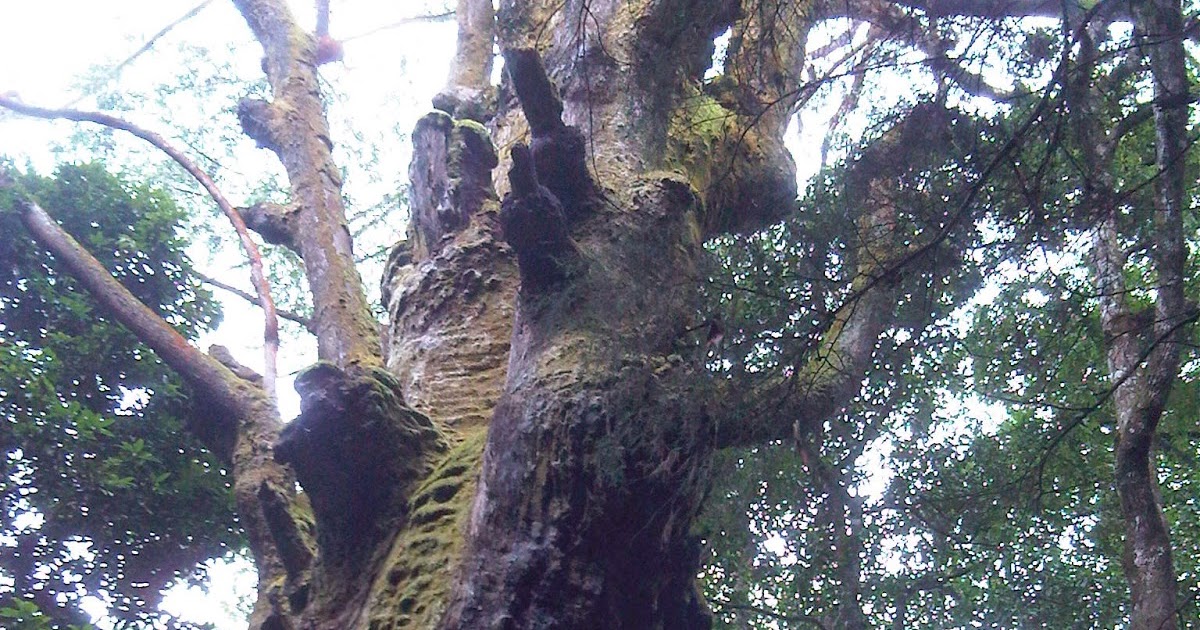 WALITIS, POHON YANG SEHARUSNYA MENJADI ICON KEBESARAN TEMANGGUNG