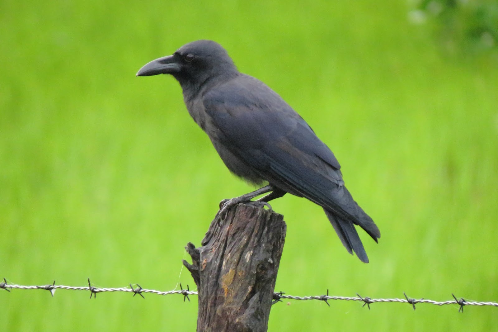 maiabird's brain: More to Explore in Beautiful Coron: Day 3