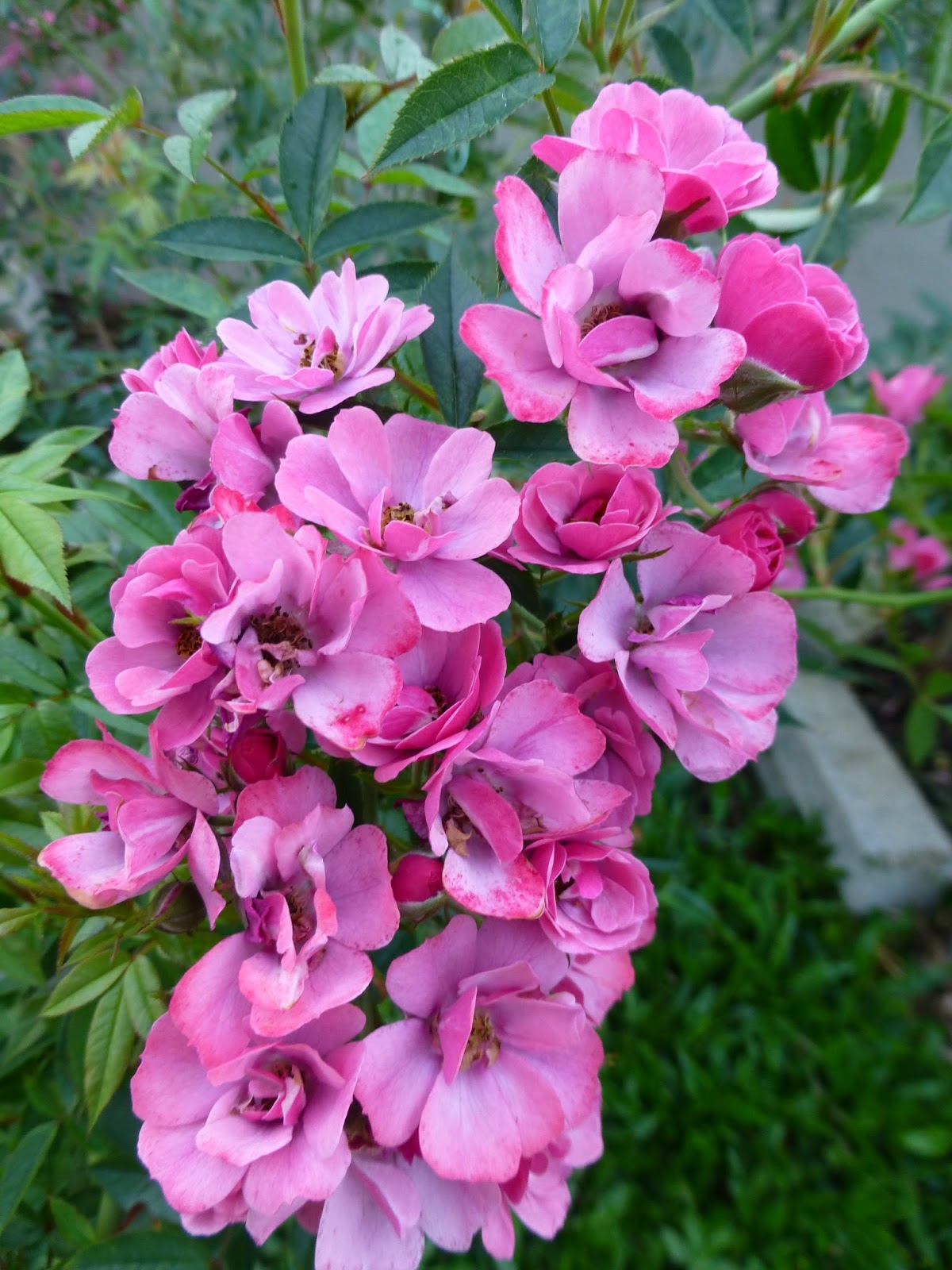 RESEPI NENNIE KHUZAIFAH: Bunga-bunga ros di Taman Ros Nannie