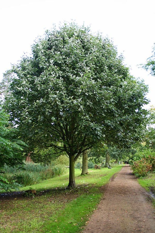 Trees Planet: Sorbus aria – Whitebeam