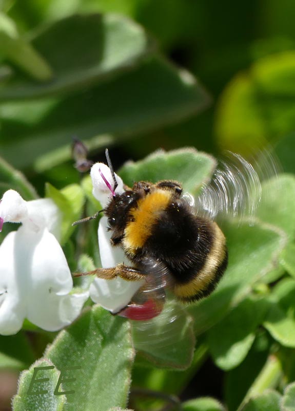 Mallorca es así también: La Primavera de los Insectos