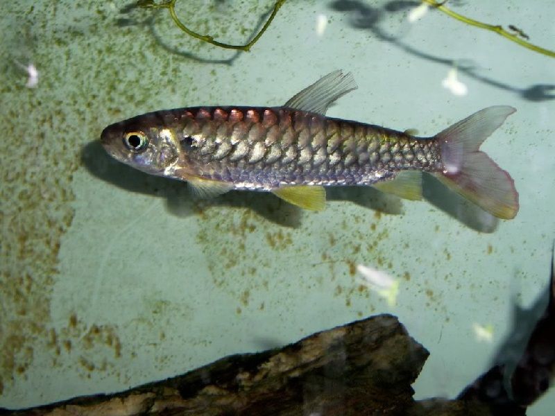 Jenis Ikan Hias Aquascape Paling Lengkap Sekarang Ini