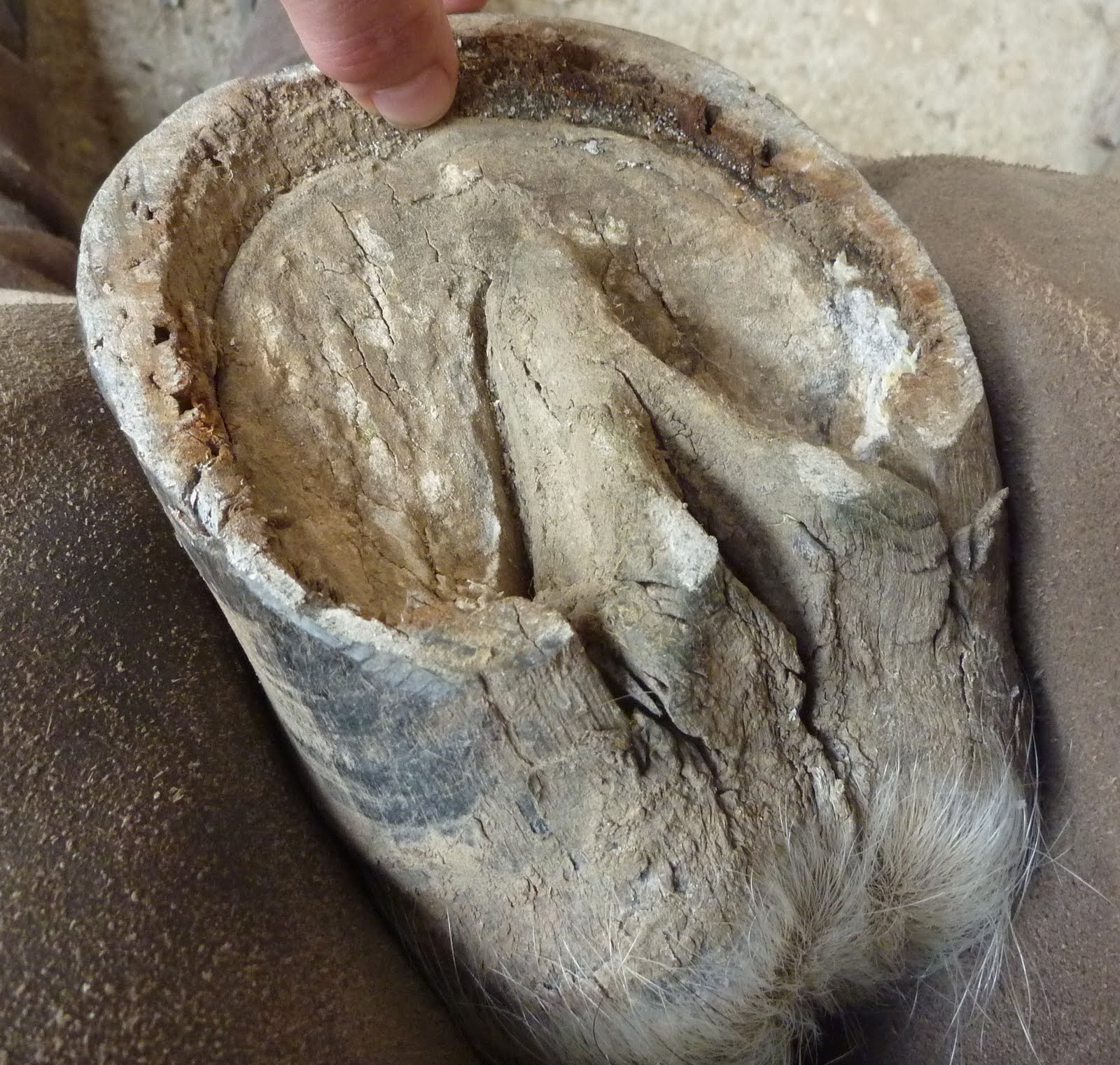 Barefoot Horse Blog: Comparison between shod and unshod height