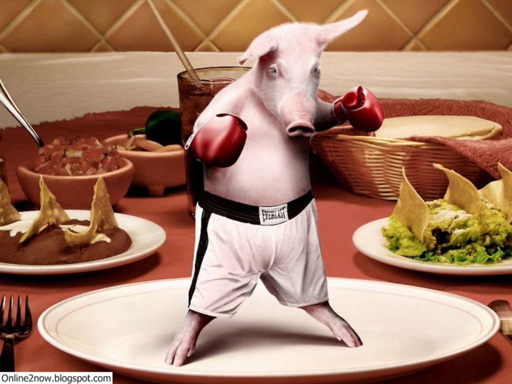 Funny Boxer Pig Pic | Funny Online 2 Now