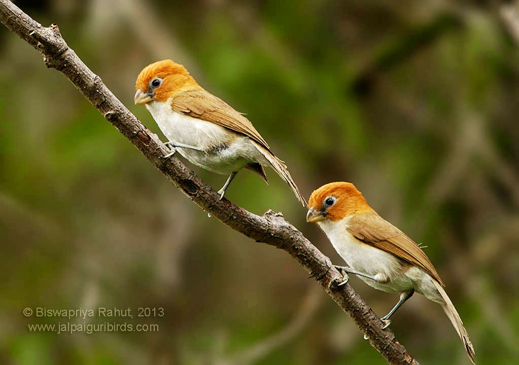 Indian Birds Photography: [BirdPhotoIndia] Greater Rufous-headed Parrotbill