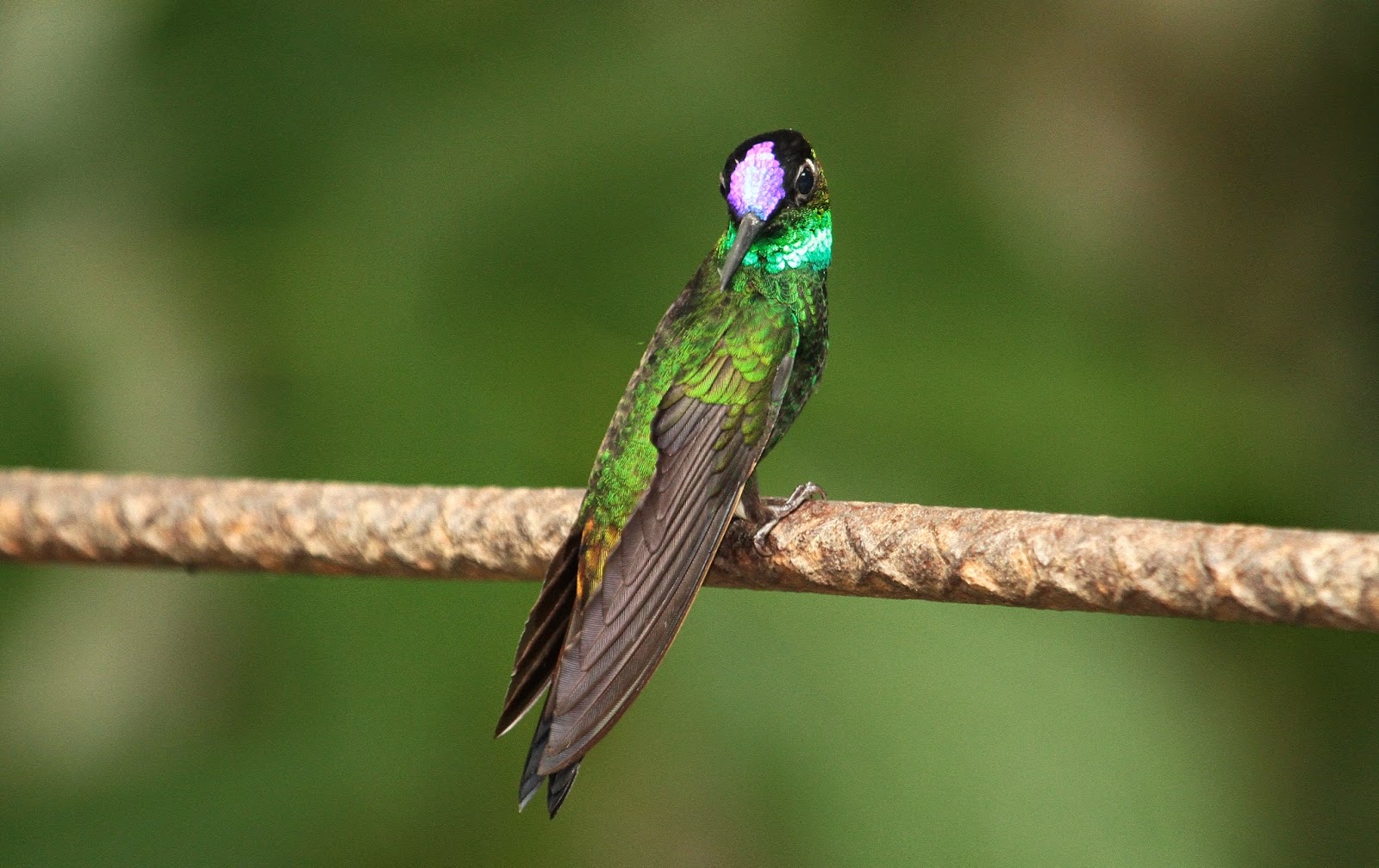 Nuestro bello mundo...: Hummingbirds, Colibris-Topotepuy, State Miranda ...