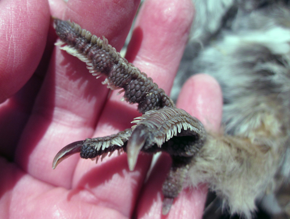 Hybrid Birder: Cooper's Hawk Eating Roadkill