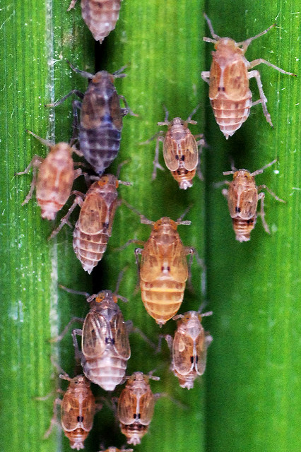 Hama Penting Padi #2: Waspada Terhadap Wereng Batang Coklat (WBC ...