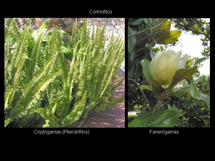 Pulido Sánchez BioTech: Traqueófitas