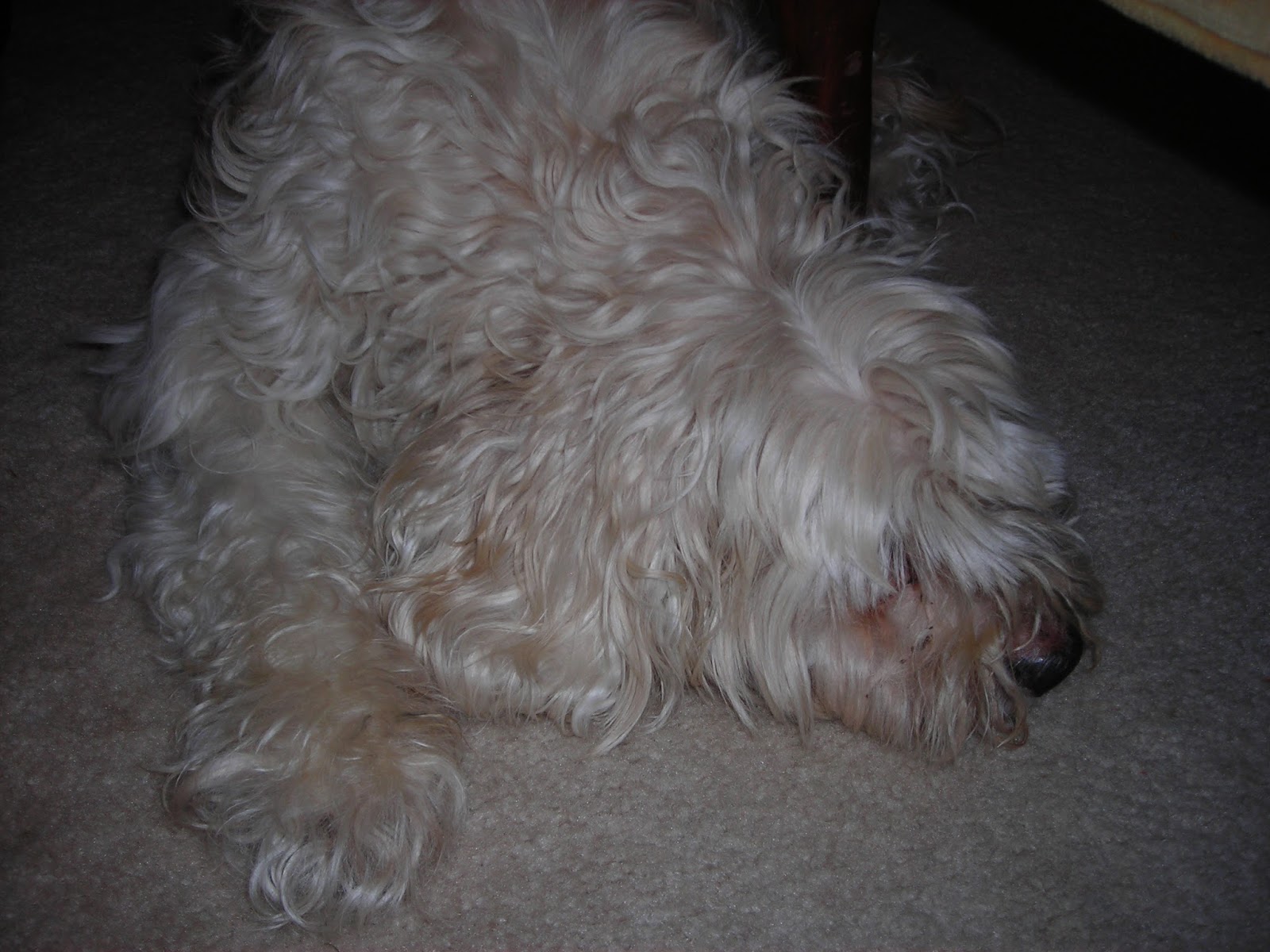 Poetry for Children: More on pets and poems and connections