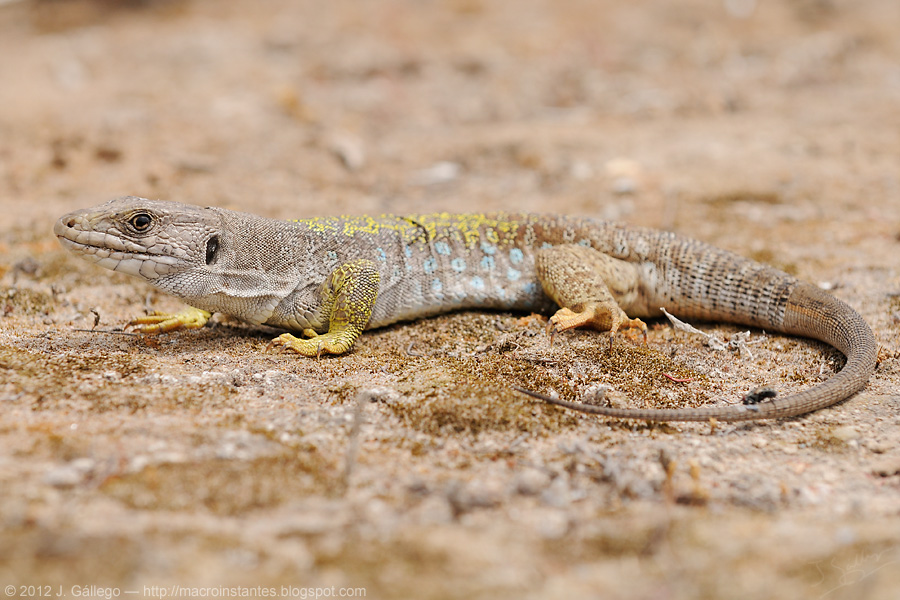 macroinstantes: Imágenes de Timon lepidus nevadensis